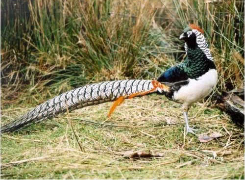 Pheasant Photos | Wild Pheasant Pictures